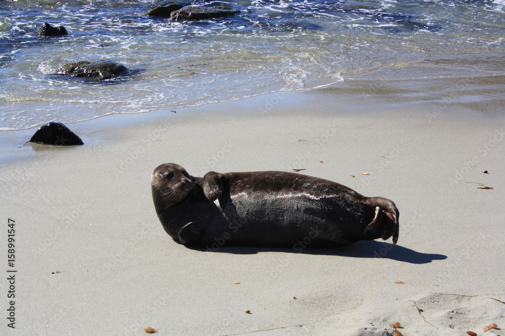 Foto de Robbe liegt am Strand mit dem Meer im Hintergrund do Stock ...