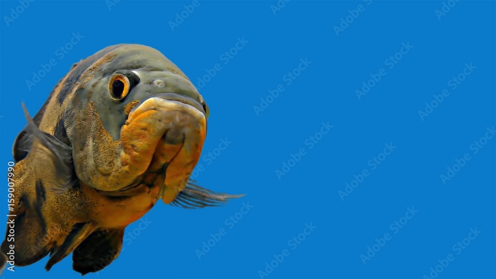 Amazon Tropical Fish - Tiger Oscar, Blue Background Stock Video | Adobe ...