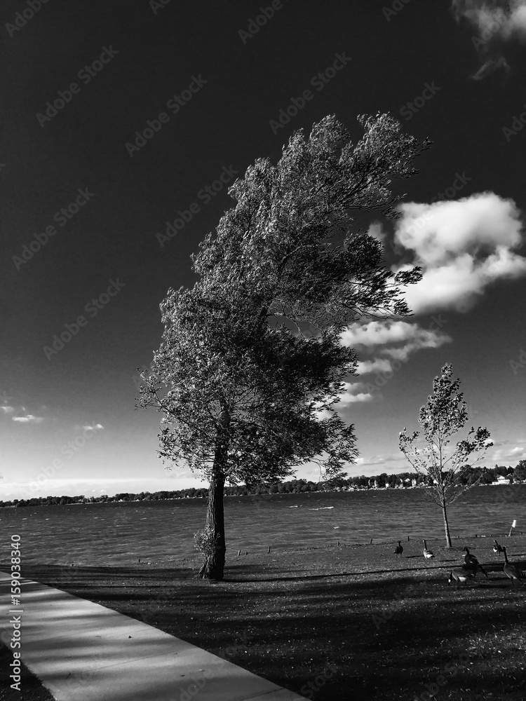 Trees Blowing In The Wind Black And White