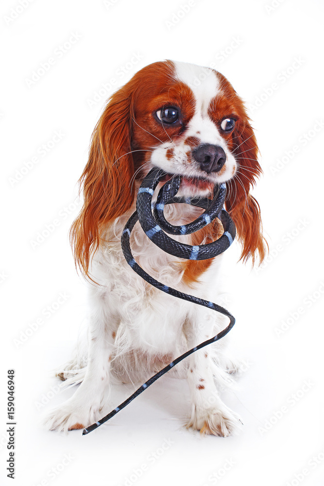 Dog with snake. Dangerous snake or snake danger illustration. Toy snake ...