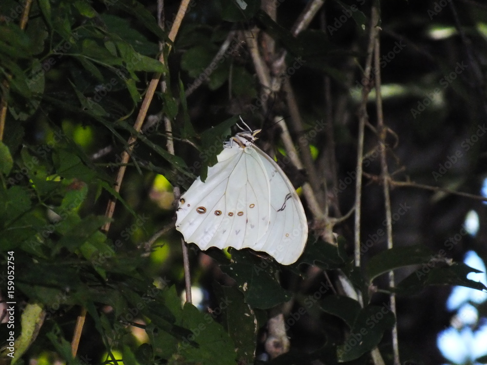 Mariposa Morfo blanca (Morpho polyphemus) Stock Photo | Adobe Stock
