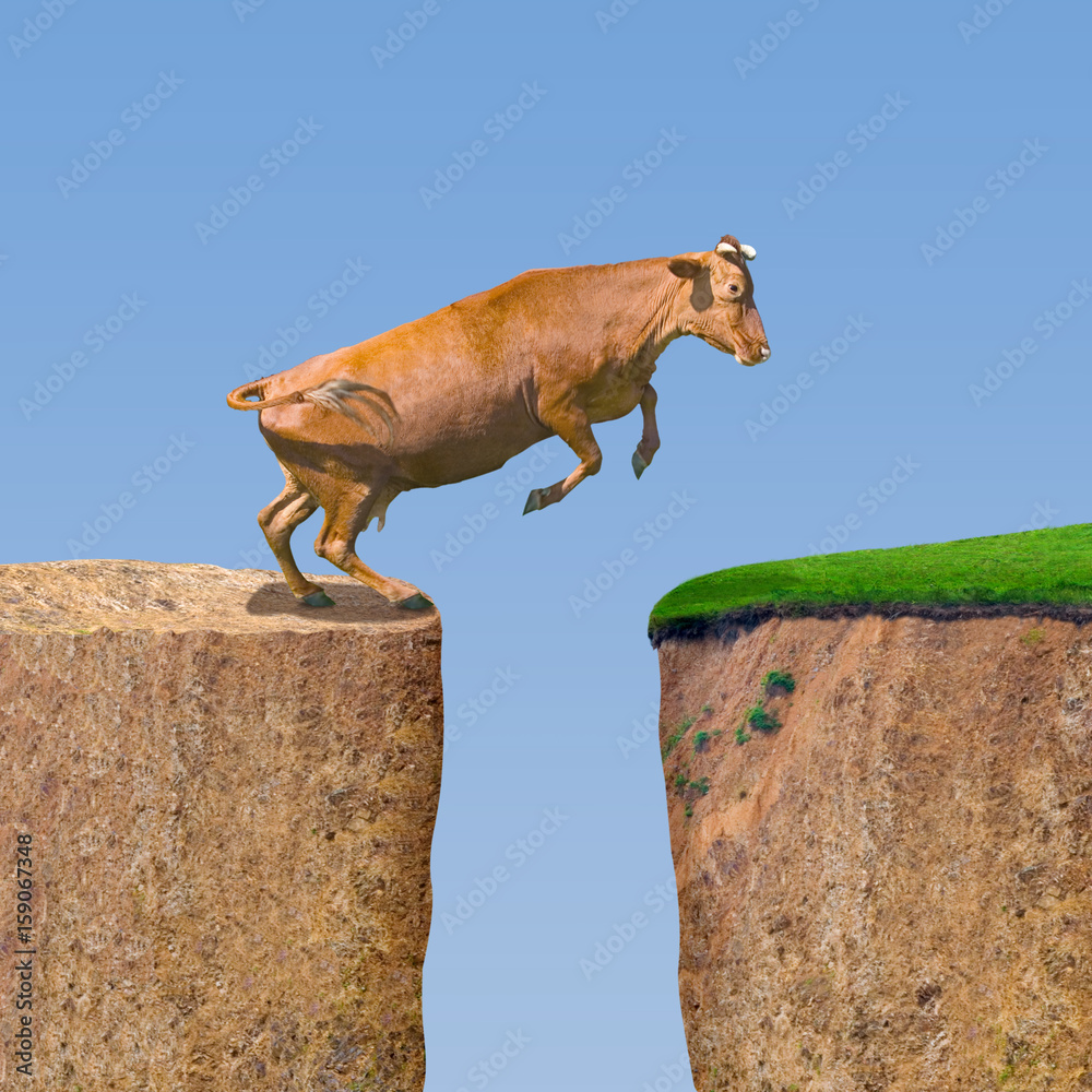 Cow jumping from a stony rock to a green field Stock Photo | Adobe Stock