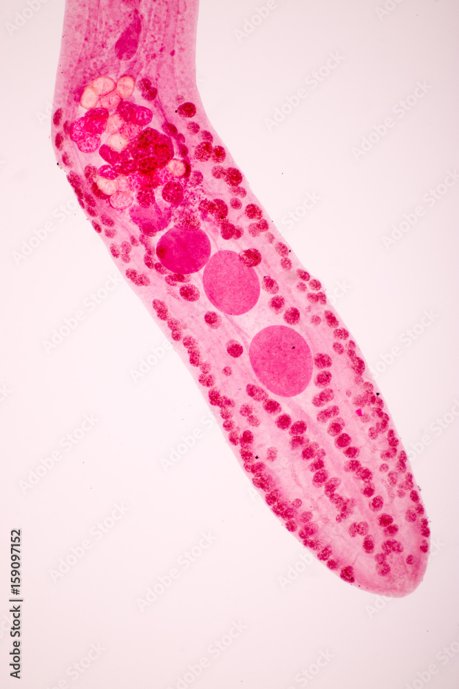 Parasite under microscope view. Stock Photo | Adobe Stock