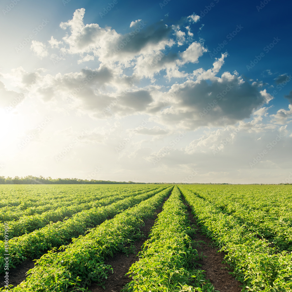 tomatoes field on sunset Stock Photo | Adobe Stock