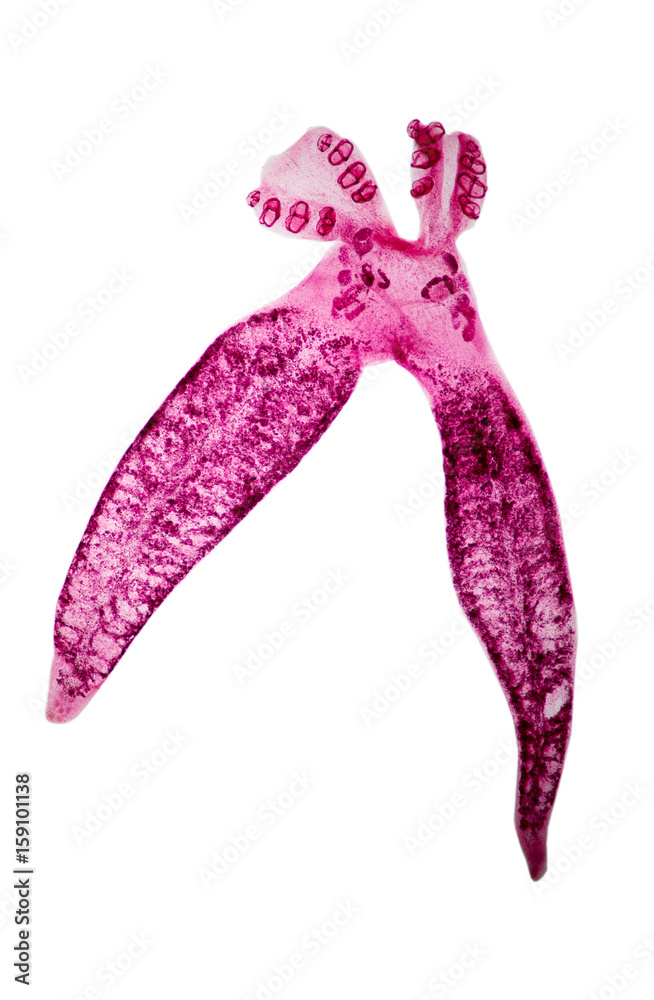 Diplozoon under microscope view for education. Stock Photo | Adobe Stock