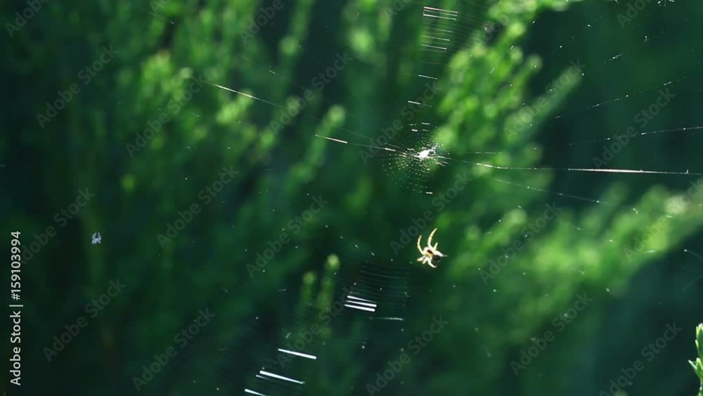 Spider build the web in nature. Footage about the creation of a spider ...