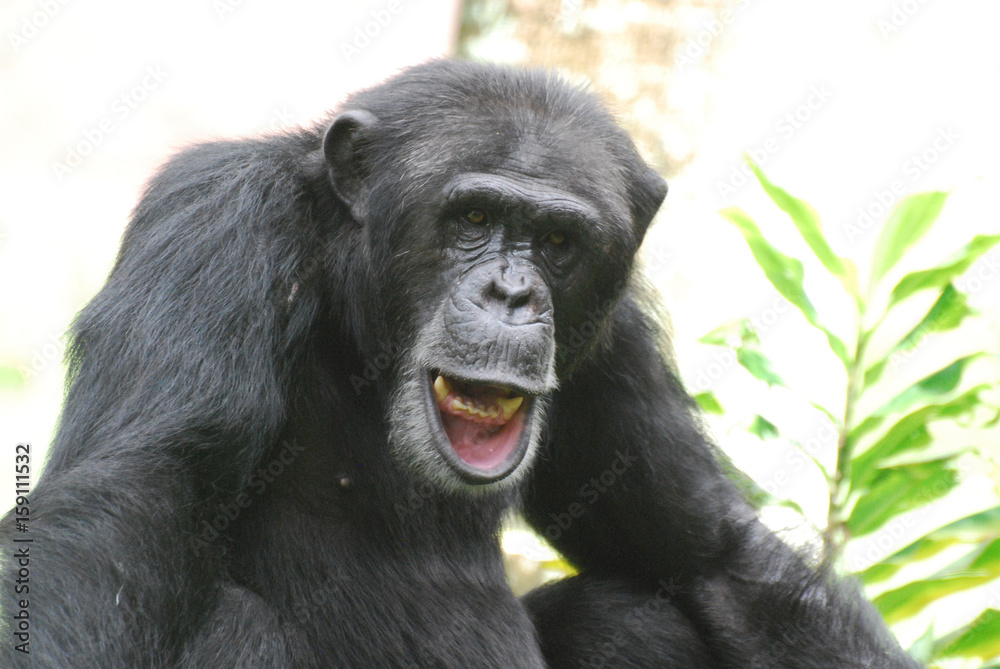 Chimpanzee Showing His Teeth and Playing with His Lip Stock Photo ...