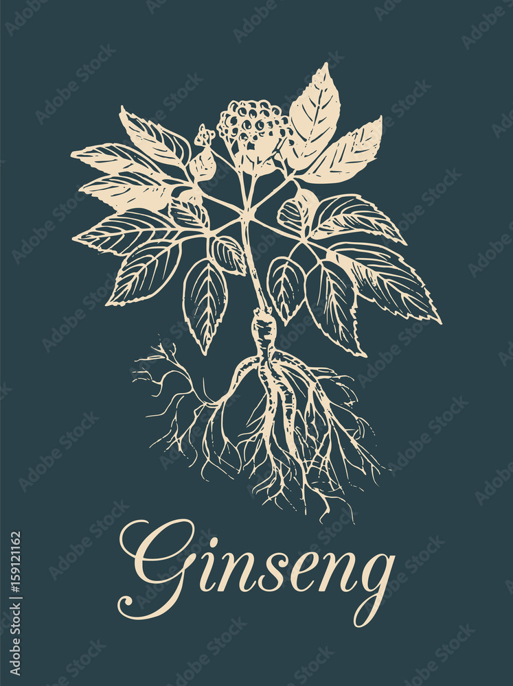 Vector ginseng illustration on dark background.Hand drawn sketch of ...