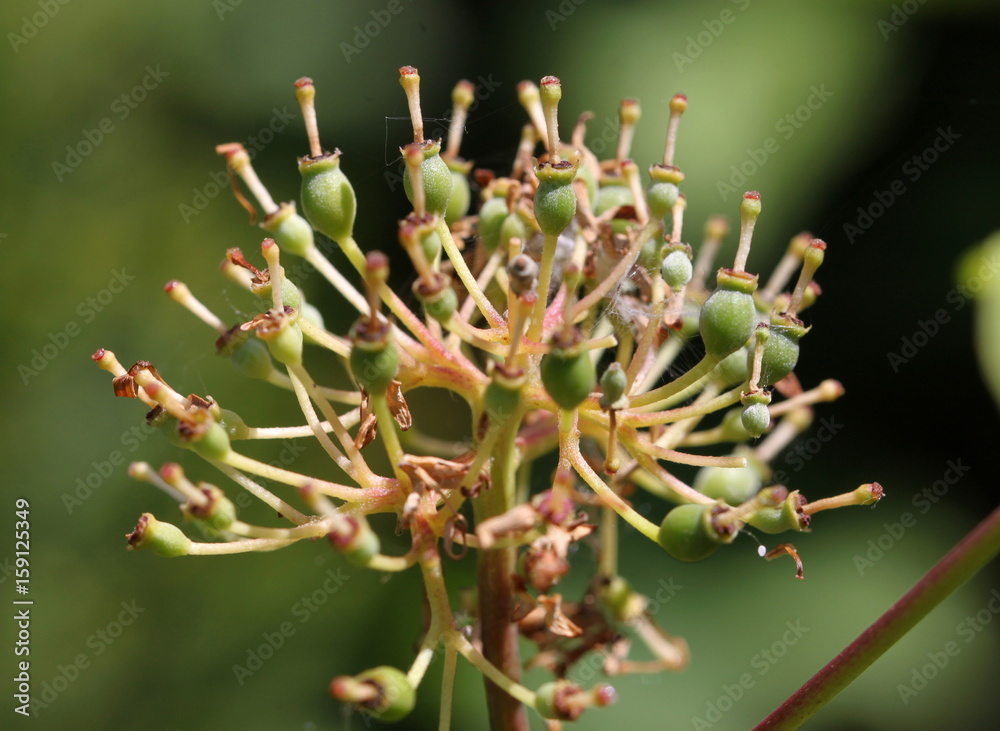 Foto de Roter Hartriegel (Cornus sanguinea) kurz nach der Blüte do ...