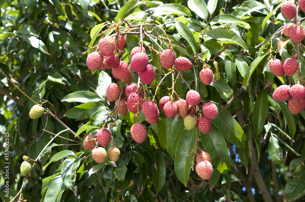 レイシ（ライチ）の実 Stock 写真 | Adobe Stock
