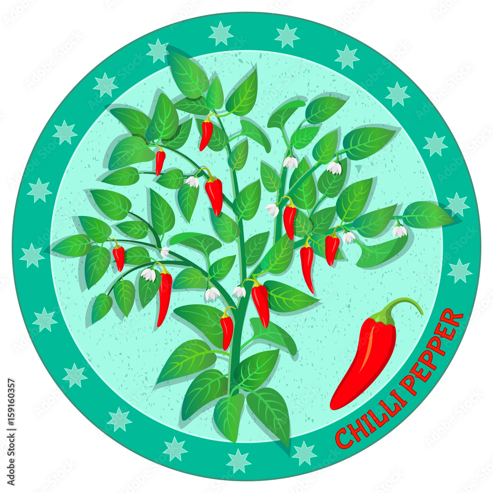 Chilli pepper plant. Organic vegetable product. Design label. Vector ...