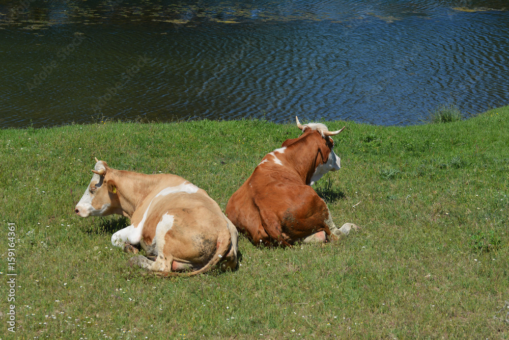 Two cows lying down on the meadow by the water Stock Photo | Adobe Stock