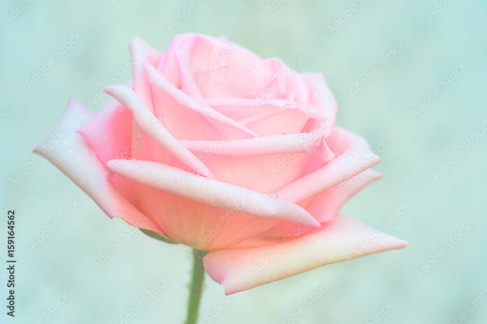 Side View Rose