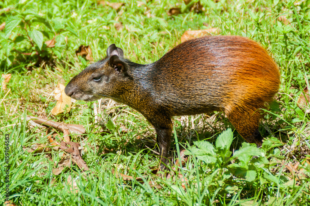 Agouti at Ile Royale, one of the islands of Iles du Salut (Islands of ...