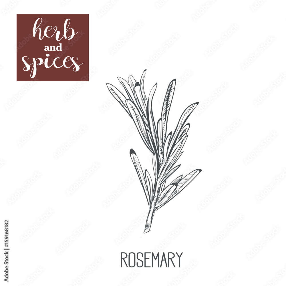 Rosemary sketch hand drawing. vector illustration Stock Vector | Adobe ...