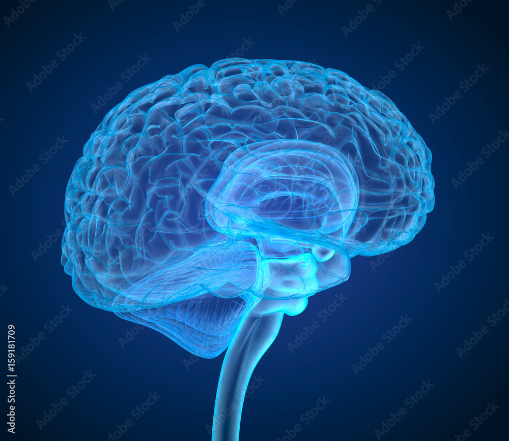 Human brain X-ray scan , Medically accurate 3D illustration Stock ...