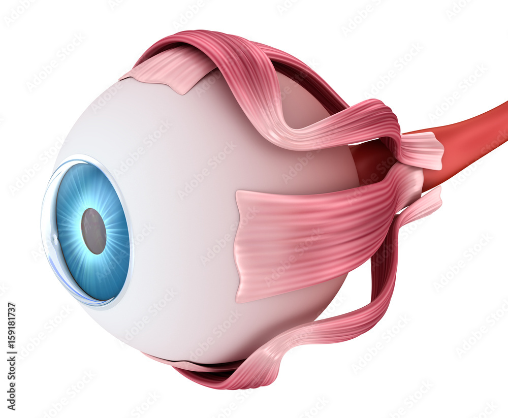 Eye anatomy - inner structure, Medically accurate 3D illustration ...
