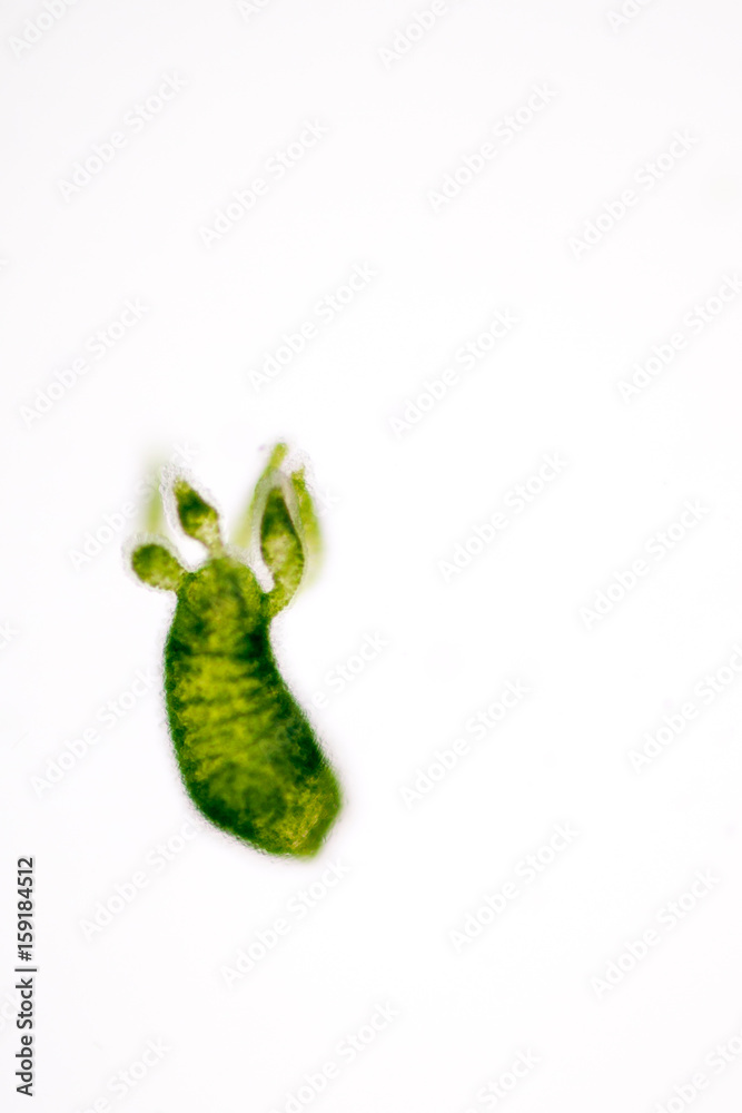 Hydra is a genus of small, fresh-water animals of the phylum Cnidaria ...