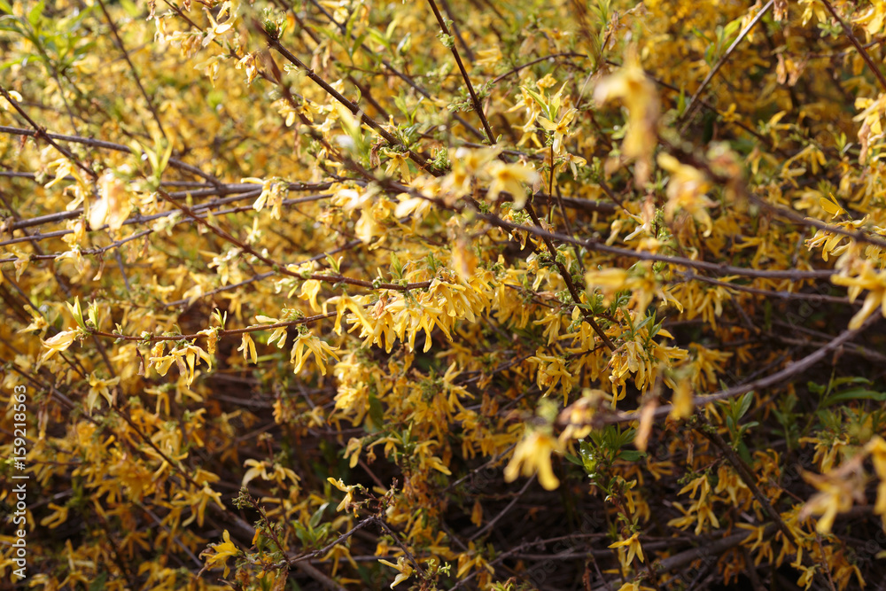 Botanical Garden, Iasi, Romania foto de Stock | Adobe Stock
