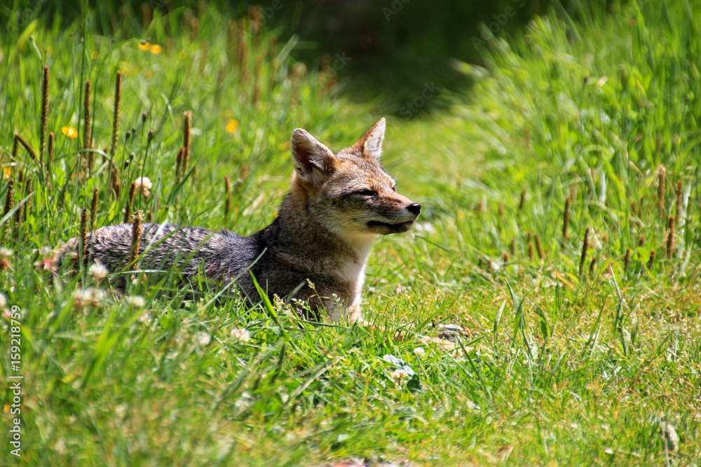 Andean Wolf