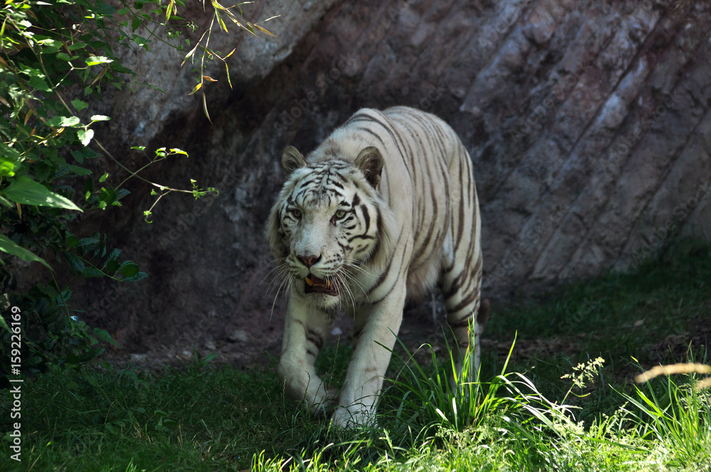 White Bengal Tigers Hunting