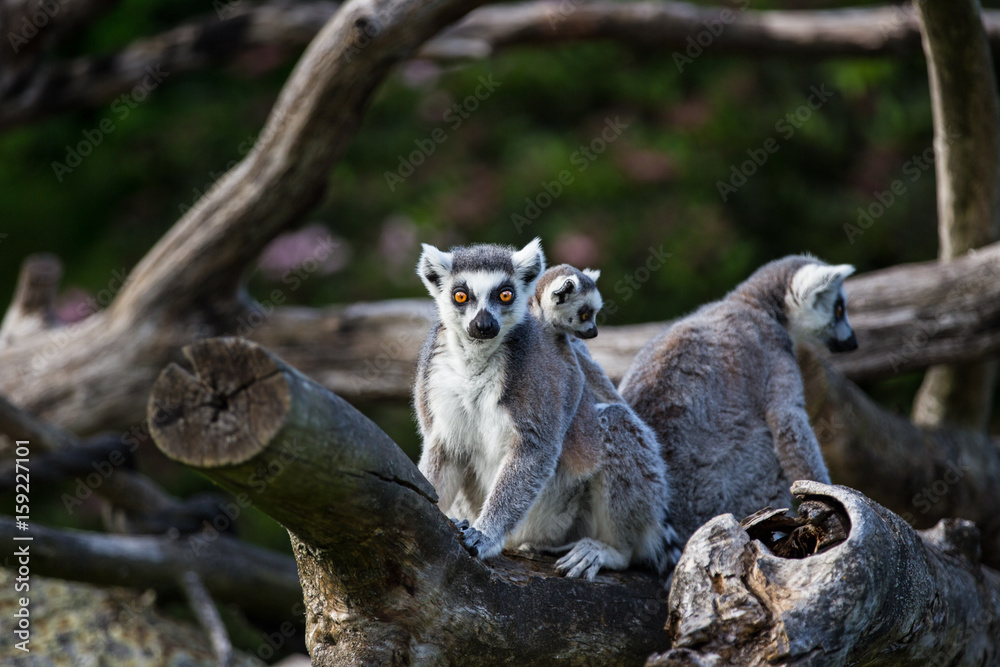 Tailed lemurs (Lemur catta) sitting on a branch Stock Photo | Adobe Stock