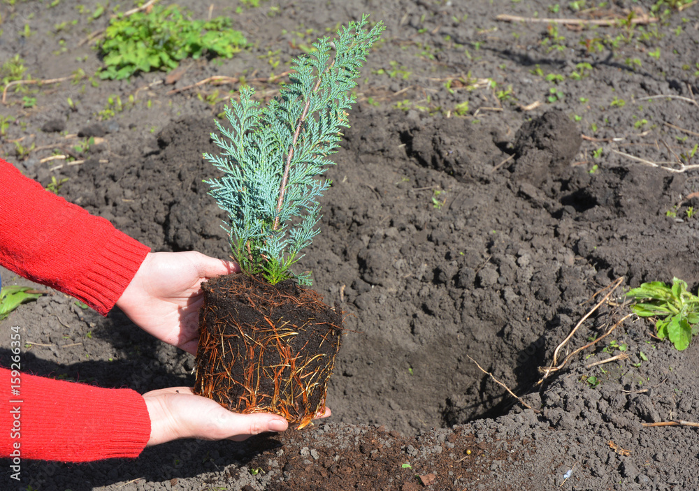Gardener hand Planting Chamaecyparis lawsoniana Alumii tree sapling ...