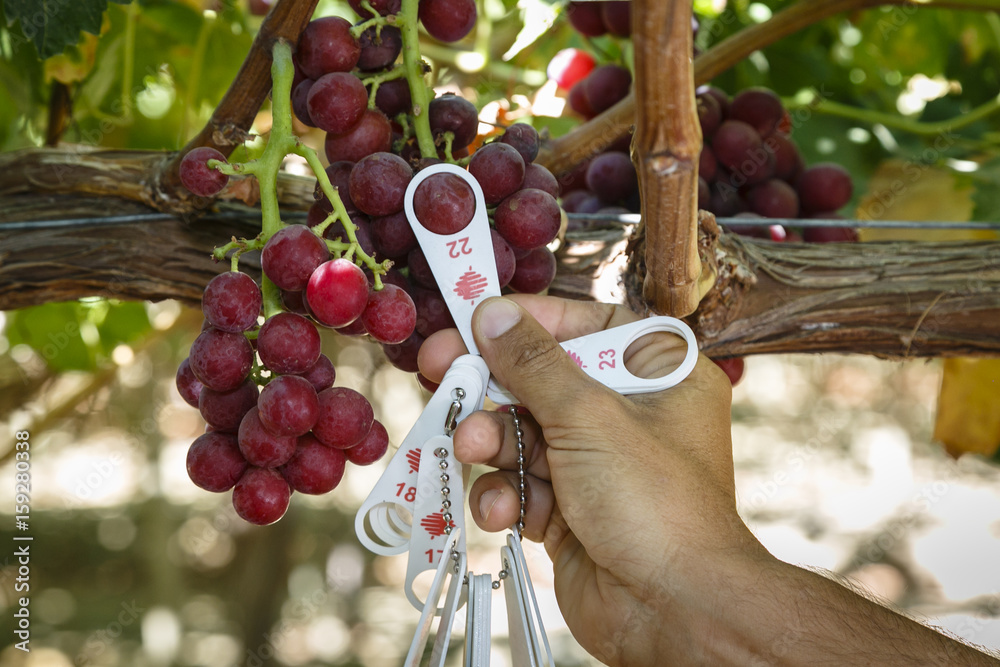Measuring the diameter of a grape, San Joaquin valley, California, USA ...