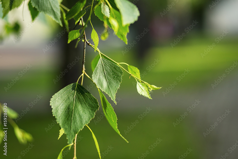 Birch Tree Leaves Close Up