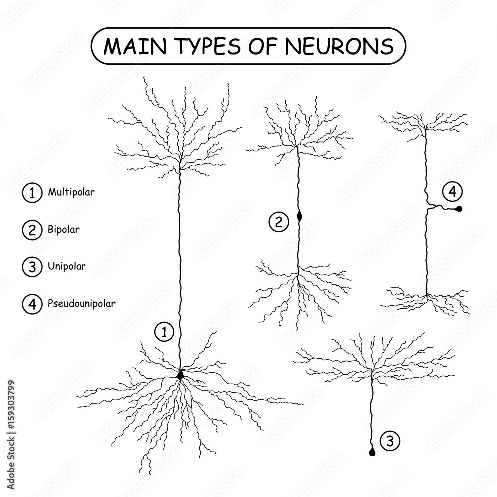 Four main types of neurons isolated on white. Realistic neuron ...
