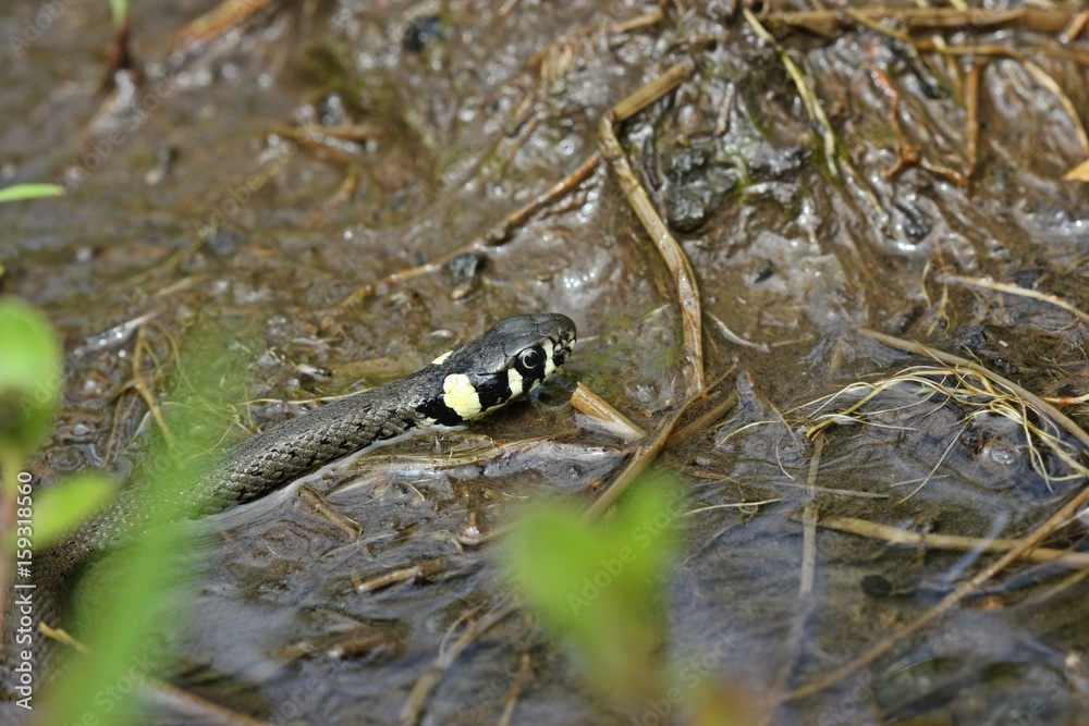 Junge Ringelnatter (Natrix natrix) im Bach Stock Photo | Adobe Stock