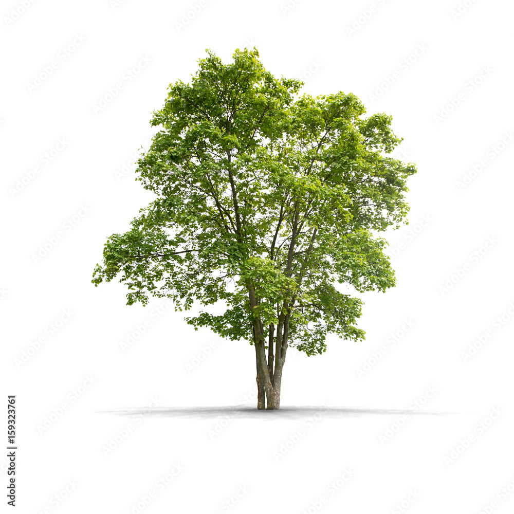 High definition Tree isolated on a white background Stock Photo | Adobe ...