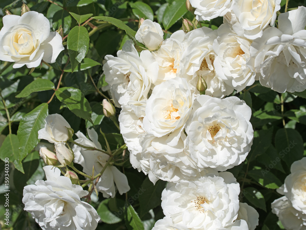 Weiße Rosen Stock-Foto | Adobe Stock