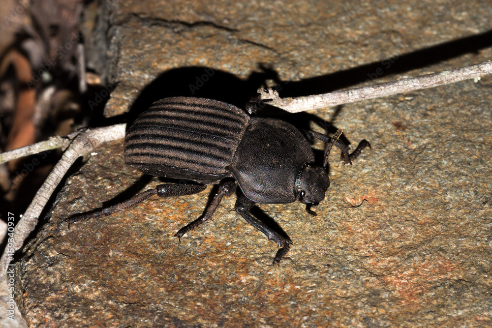 Foto de Flattened Giant dung beetle (Pachylomerus femoralis), Kruger ...