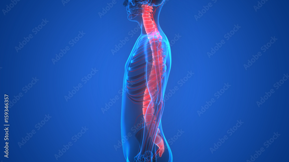 Human Vertebral column anatomy Stock Illustration | Adobe Stock