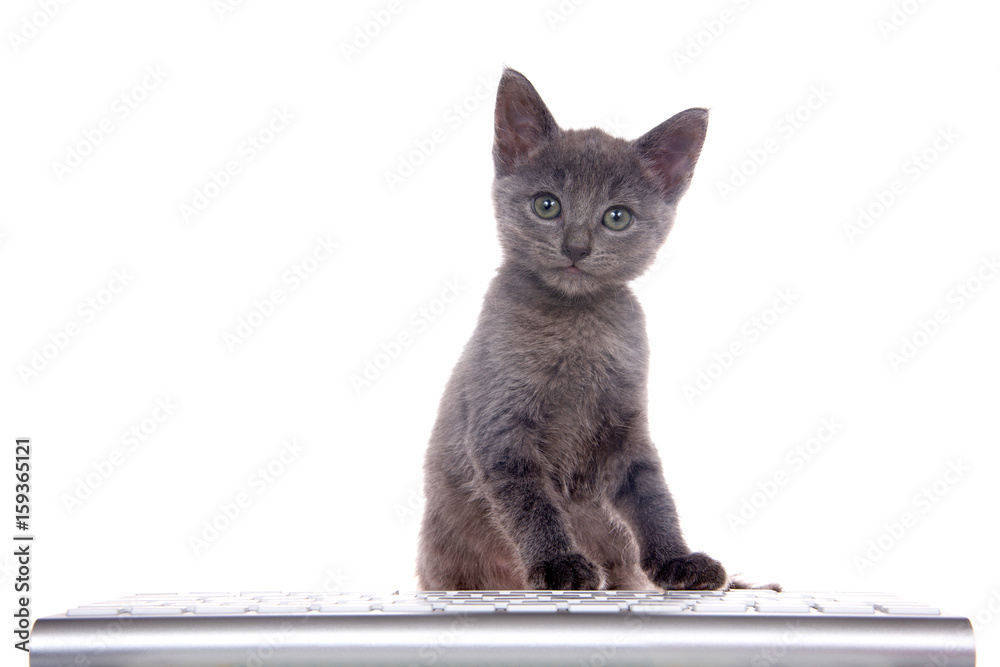 Small dark gray kitten sitting in front of computer keyboard, paws on ...