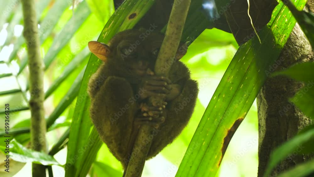 Tarsier on the tree. Tarsier sitting on a branch with green leaves, the ...