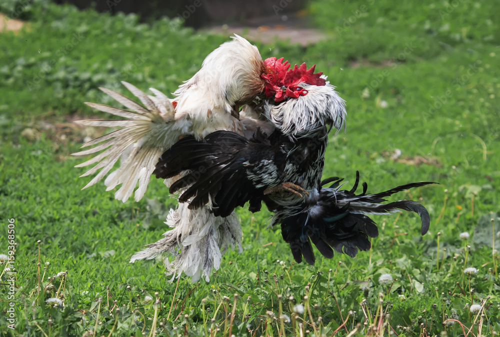 roosters locked in battle taking off waving feathers and wings on the ...