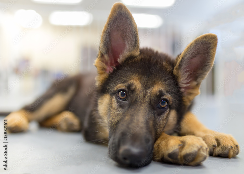 German Shepherd Puppy Snout
