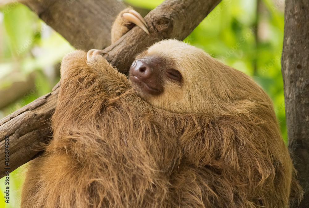 Sleeping Sloth
