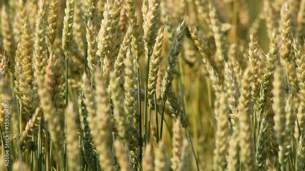 Video „Triticum Koring Blat Trigo Wheat Grano Forment गेहूँ Frumento ...