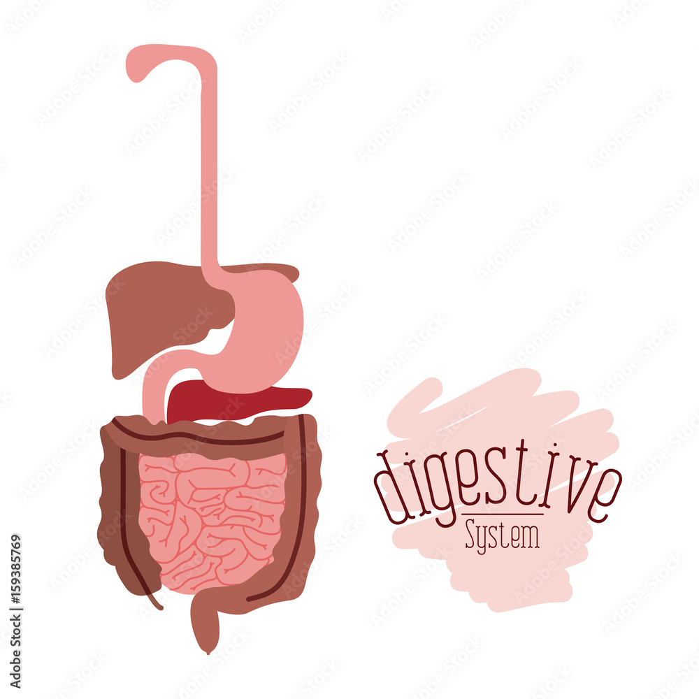 Vecteur Stock white background with colorful human digestive system ...