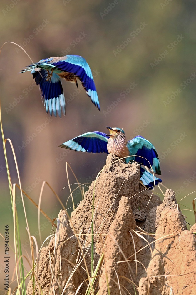 Indian roller sitting on a tree with the nice soft background/Indian ...