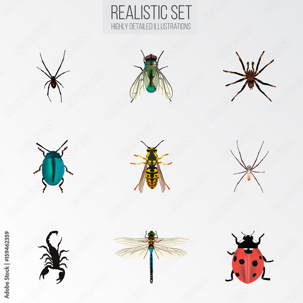 Realistic Spinner, Spider, Bug And Other Vector Elements. Set Of Insect ...