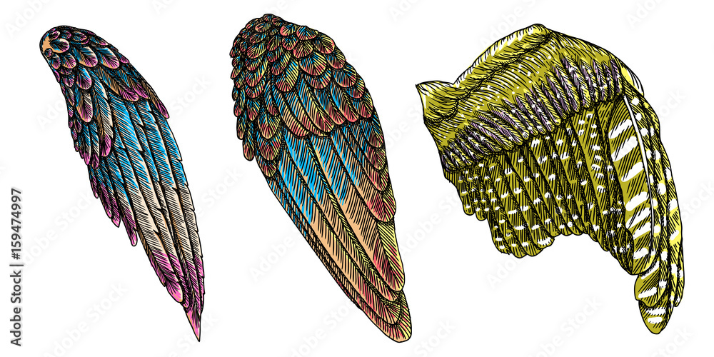 Colorful Bird Wings Tattoo