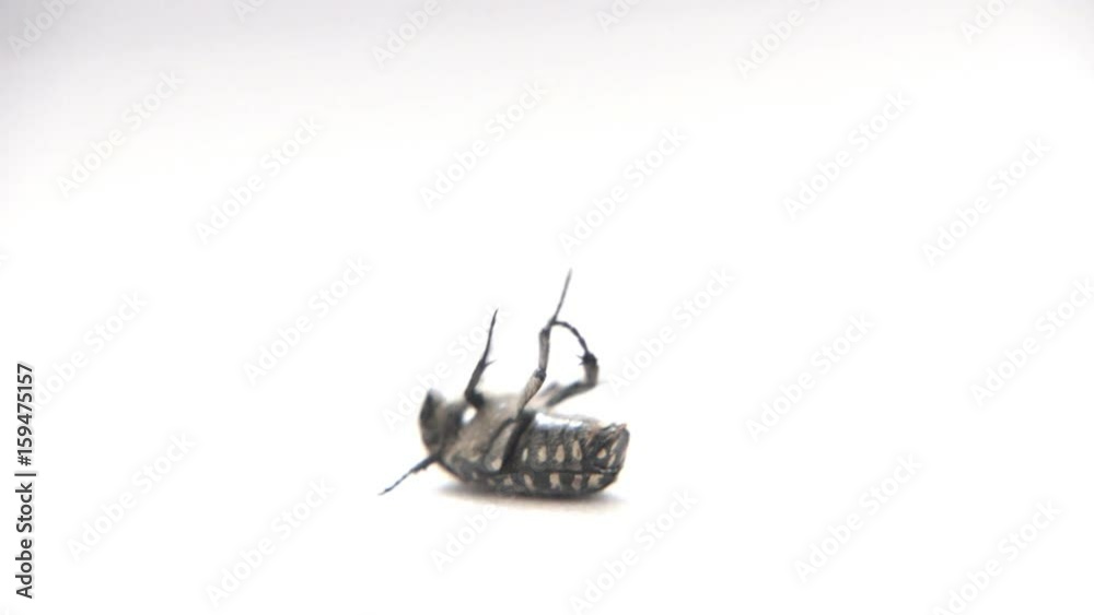 The insect is lying on his back and moves his legs. Insect trying to ...