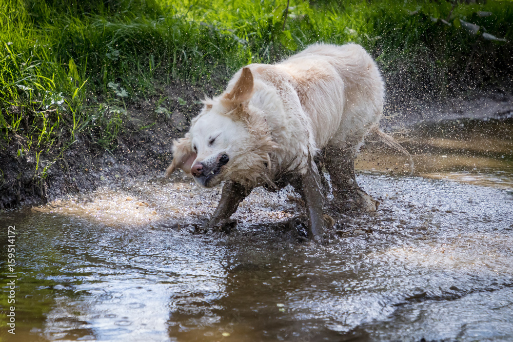happy dog shaking in muddy puddle Stock Photo | Adobe Stock