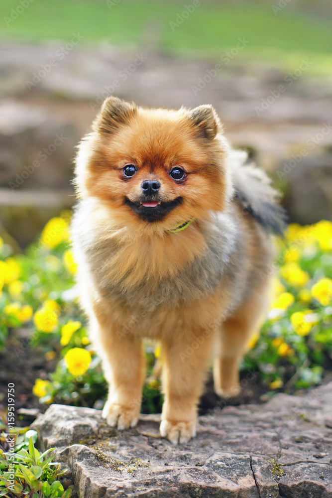 Standard German Spitz