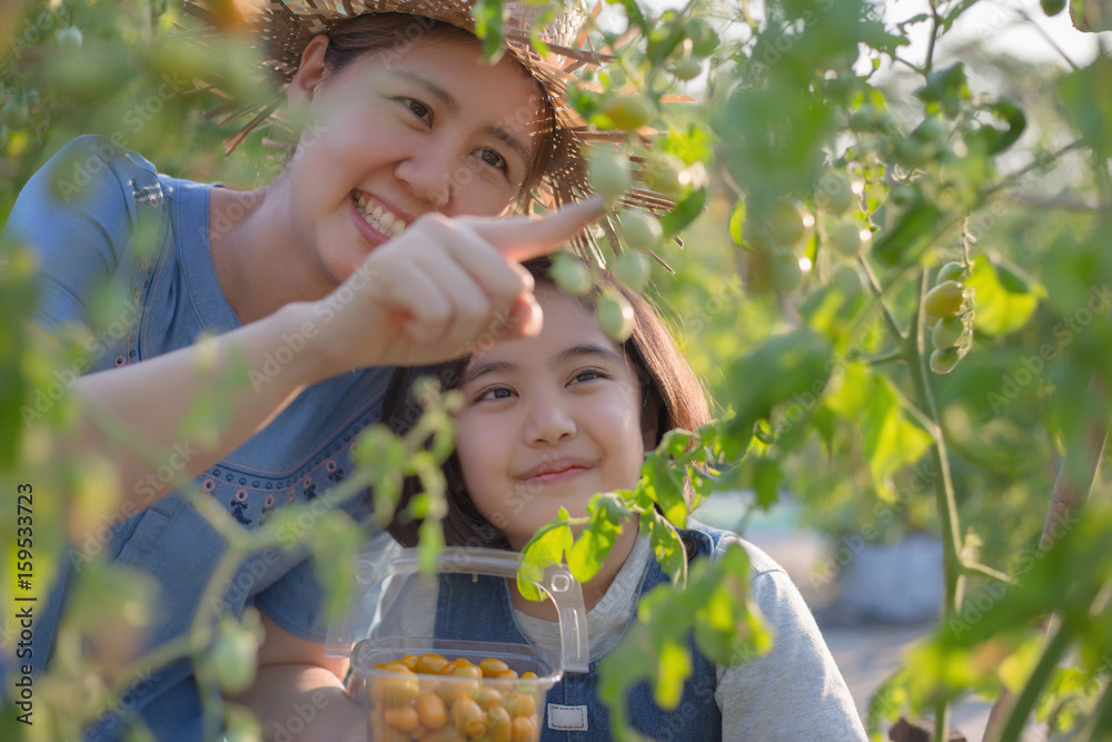 Happy Asian child helping her mother harvest little tomato in the farm ...