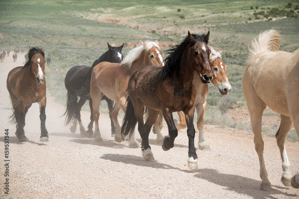 Herd of horses trotting along dusty road on long trail drive wall mural ...